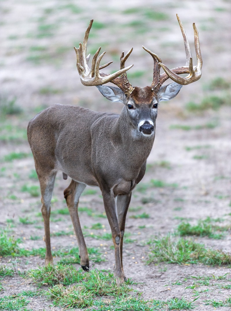 Rates/Animals - Legacy Ranch